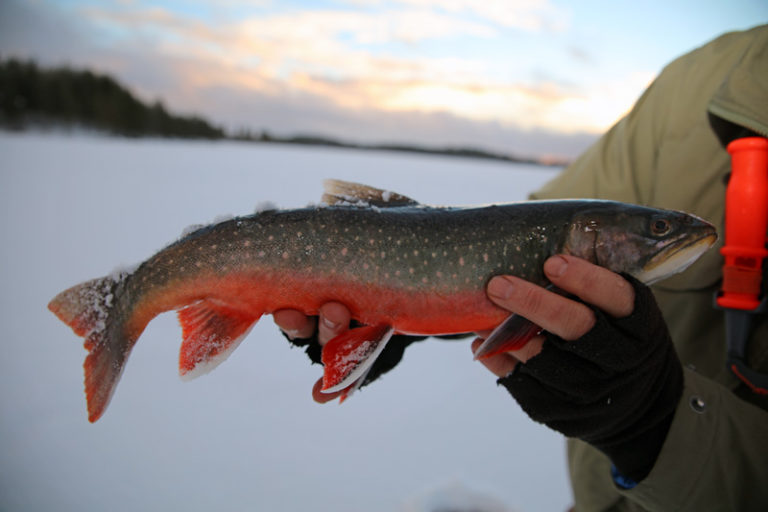Fiska Efter Röding: Våra Bästa Tips - Profish